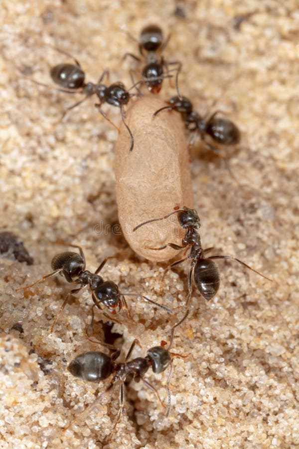 Ants and Formic Eggs in Nature Stock Image - Image of vermin, pest ...
