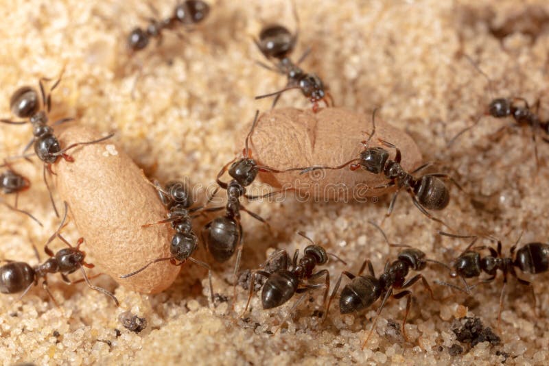 Ants and Formic Eggs in Nature Stock Image - Image of colony, ants ...