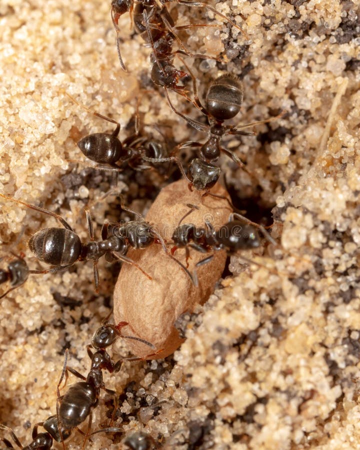 Ants and Formic Eggs in Nature Stock Photo - Image of macro, wildlife ...