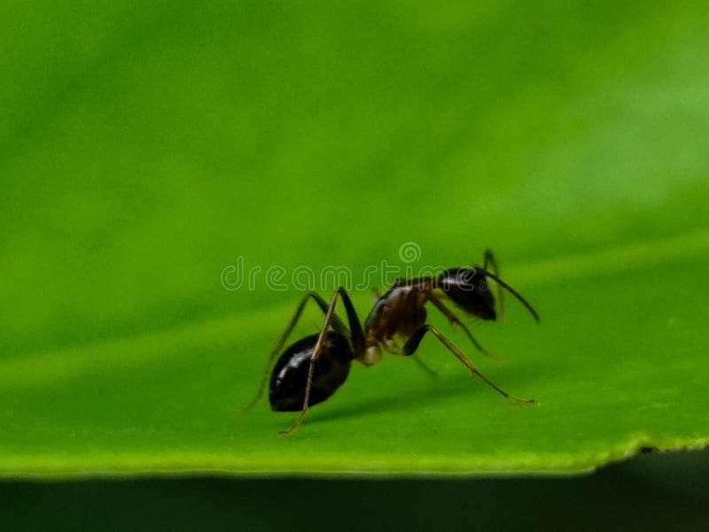 Ants on Fresh Green Leaves. Stock Photo - Image of science, insect ...