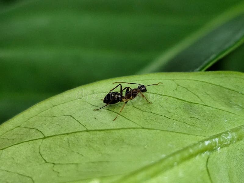 Ants on Fresh Green Leaves. Stock Photo - Image of macrophotography ...