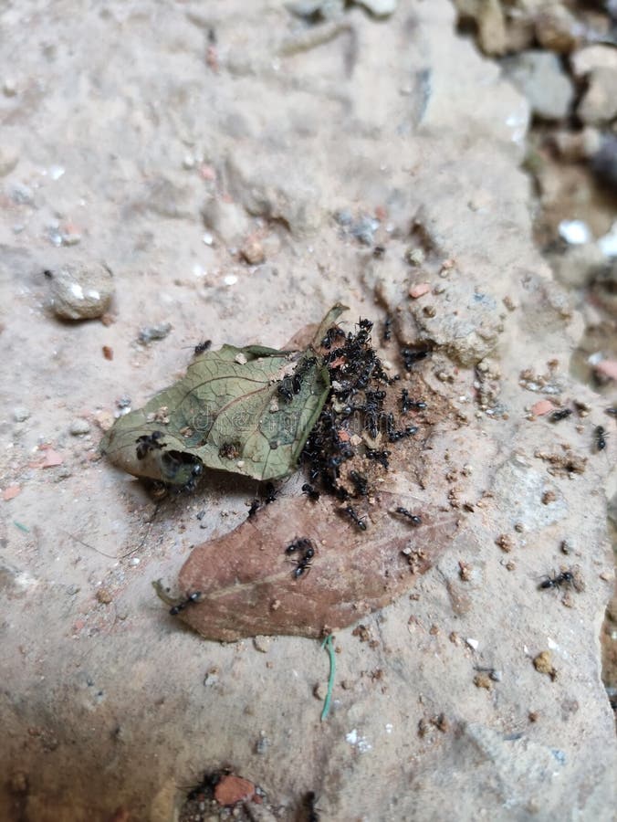Ants Gathering on Falling Fig and Dead Leaves Stock Photo - Image of ...