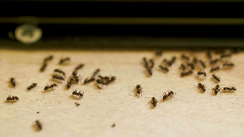 Ants Scatter from a Torn Anthill. Carrying Larvae and Pupae Stock Video ...