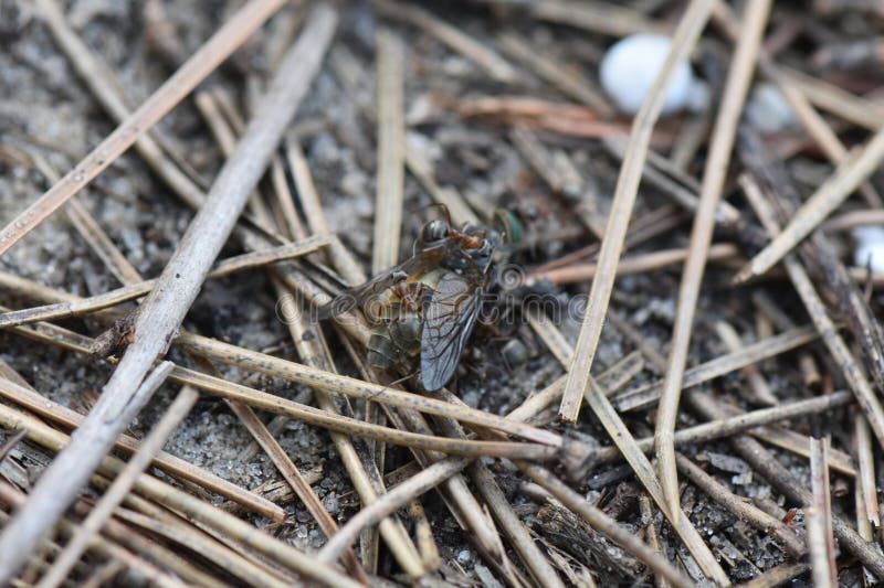 Ants on the Ground in the Sand Carry Big Fly, Macro Stock Image - Image ...