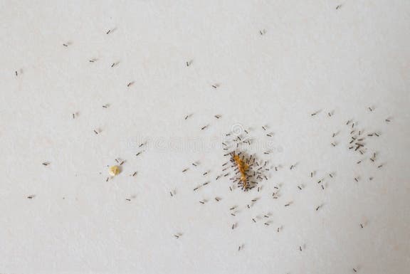 Ants are a group of ants stock photo. Image of movement - 379767718