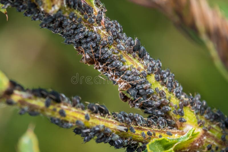Ants Guard Herding and Milking Aphids on a Plant in Nature, Germany ...