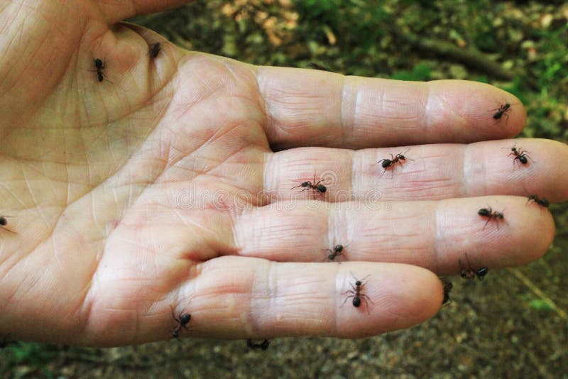 Man s hand with ants stock photo. Image of interesting - 18784752