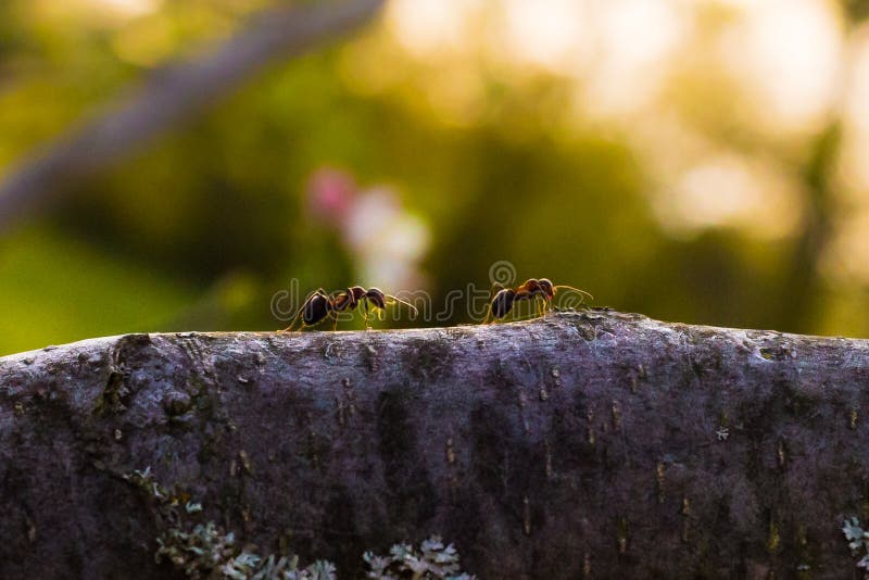 Ants are Hardworking Little Animals Stock Photo - Image of closeup ...