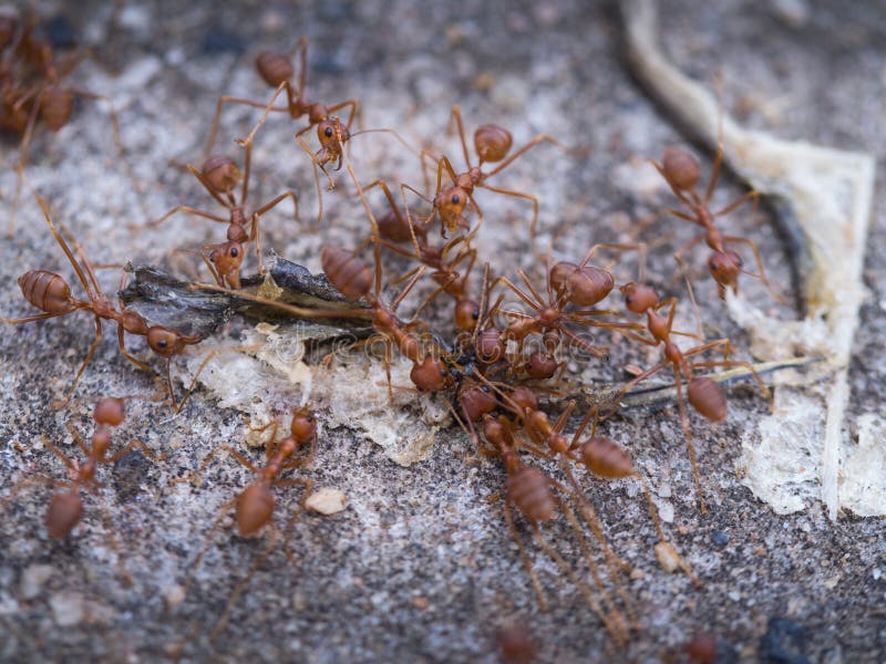 Ants Help to Take a Food stock image. Image of horizontal - 93150831