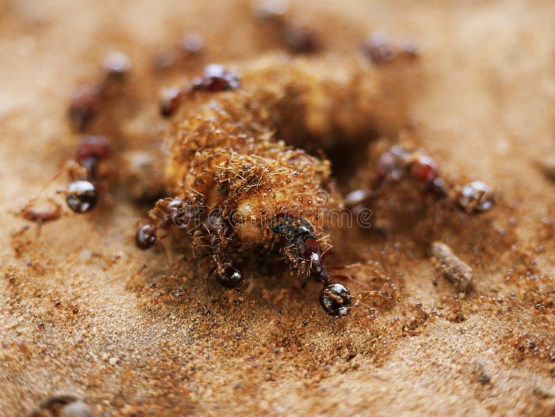 Ants are Helping To Carry Food in Unity Stock Image - Image of fauna ...