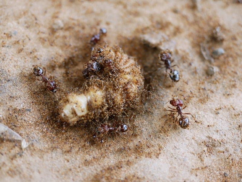 850 Ants Carry Food Stock Photos - Free & Royalty-Free Stock Photos ...