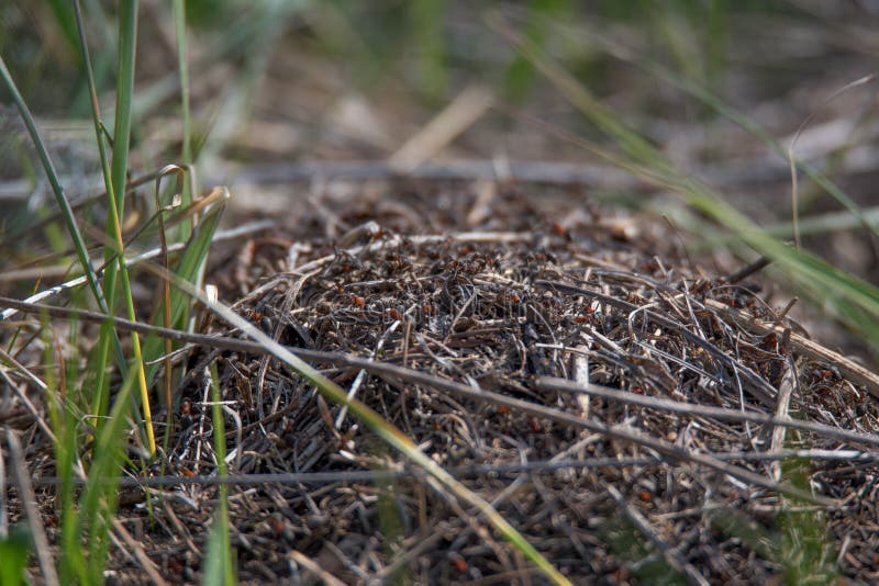 Ants hive in steppe stock image. Image of hive, spring - 70316351