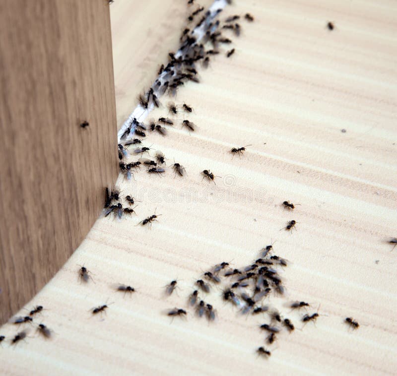 The ants house stock image. Image of house, couple, ants - 7536009