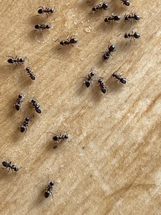 Ants in the house stock photo. Image of black, apartment - 294043056