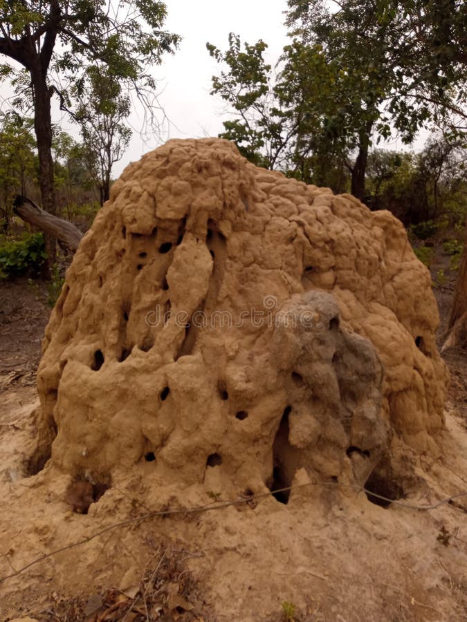 2,154 Ants House Stock Photos - Free & Royalty-Free Stock Photos from ...