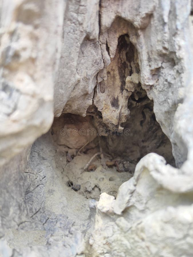 The ants house stock image. Image of house, couple, ants - 7536009