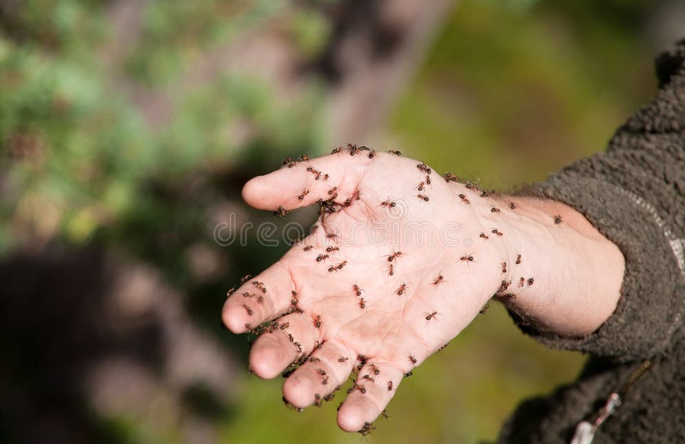 Ants on human hand stock image. Image of insect, hand - 27018647