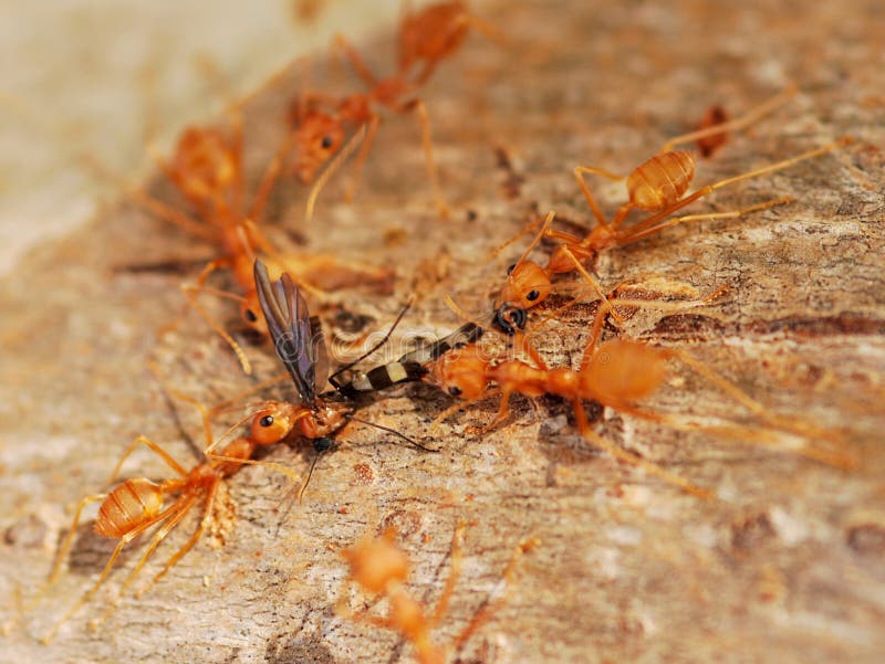 Marching ants stock image. Image of wildlife, outside, insects - 350751