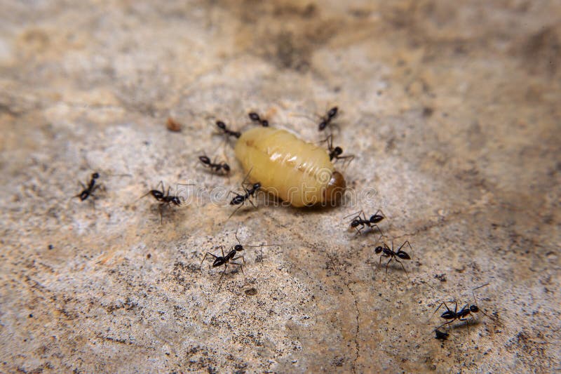 Ants hunt and kill larva stock photo. Image of habitat - 330565120