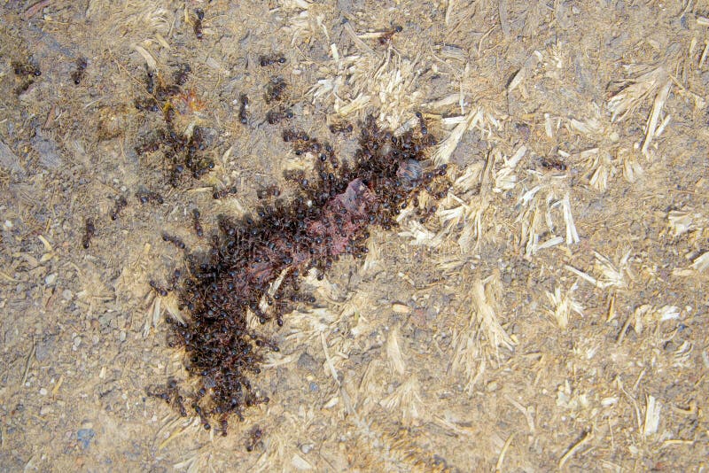 Ants hunt stock image. Image of wild, nature, dead, insect - 146350333