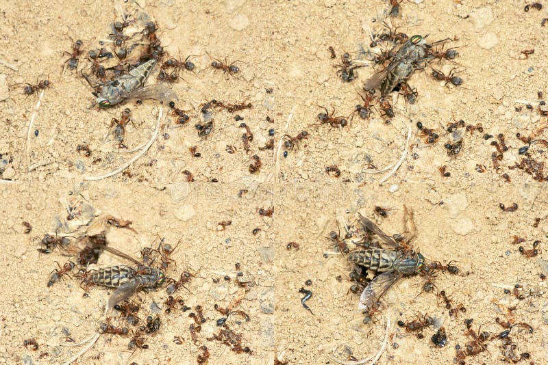 Ants hunting stock image. Image of insect, ocher, loess - 25206915