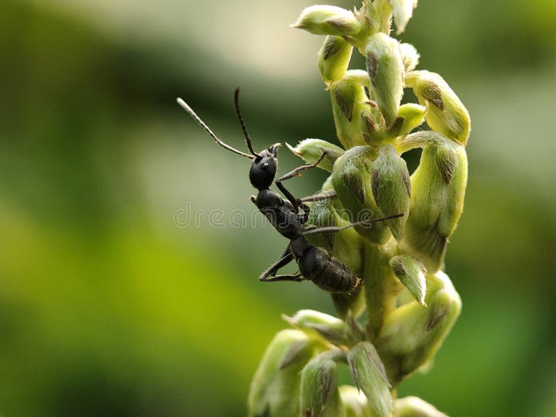 Ants hunting for food stock photo. Image of wildlife - 323032072