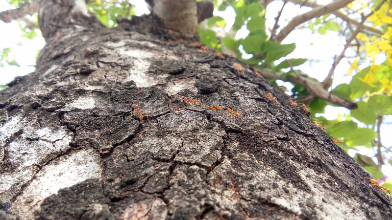 Ants or Insects on a Big Tree Stock Image - Image of fauna, orange ...