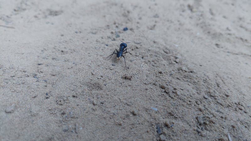 Ants and Insects, Insect on the Ground Stock Image - Image of insect ...