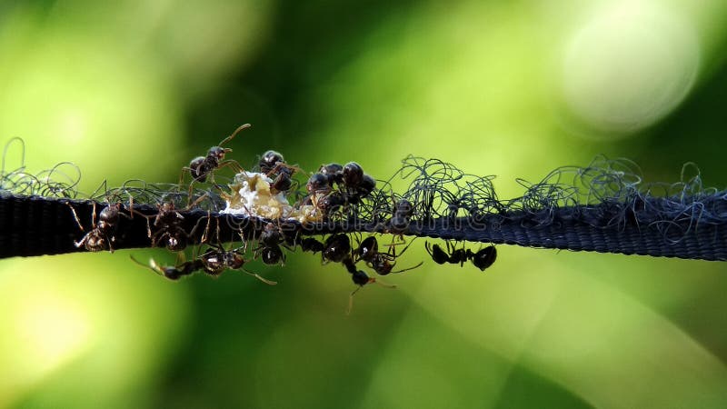 Ants are Insects that Live Together. they Help Each Other To Survive ...