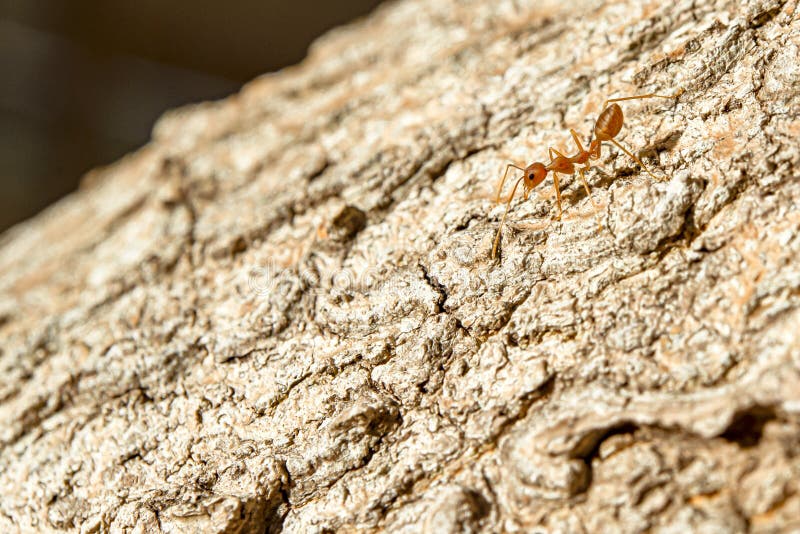 Ants are Insects that Live Together in Large Groups Stock Image - Image ...