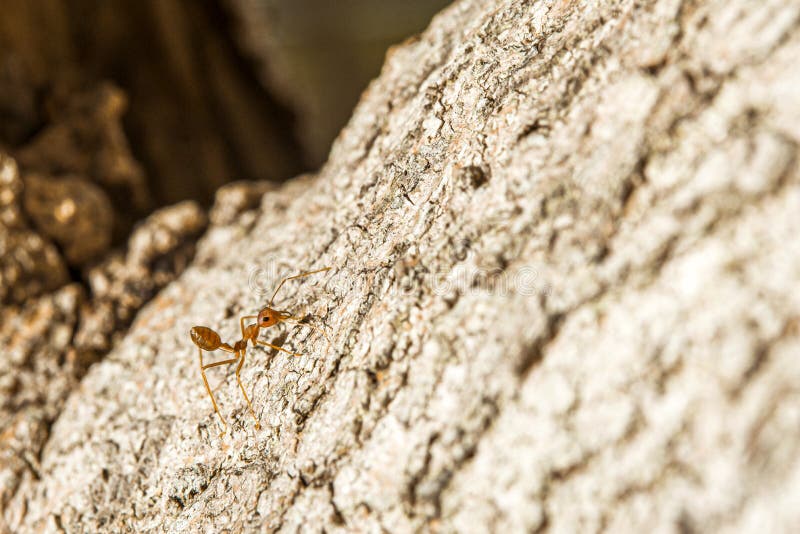 Ants are Insects that Live Together in Large Groups Stock Image - Image ...