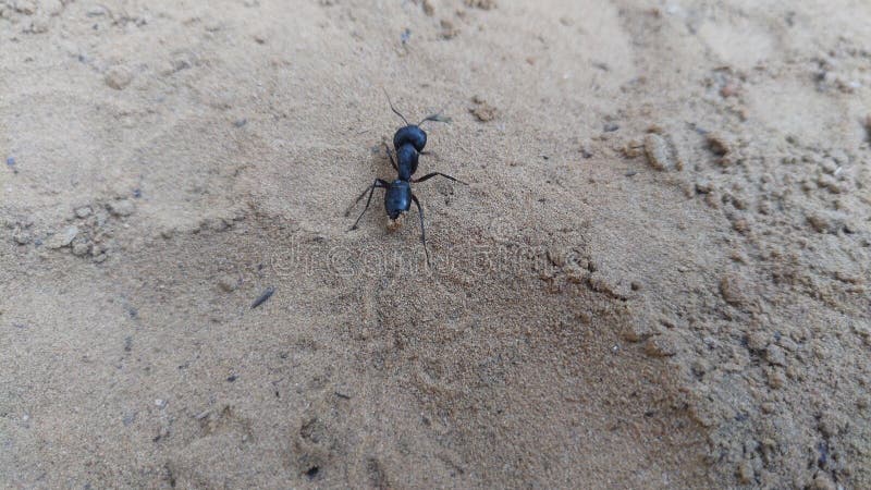 Ants and Insects, Macro Insect on the Ground Stock Image - Image of ...