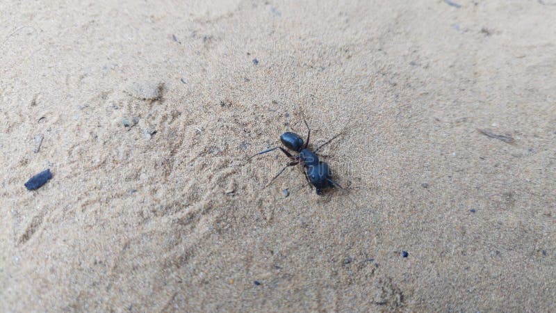 Ants and Insects, Macro Insect on the Ground Stock Image - Image of ...