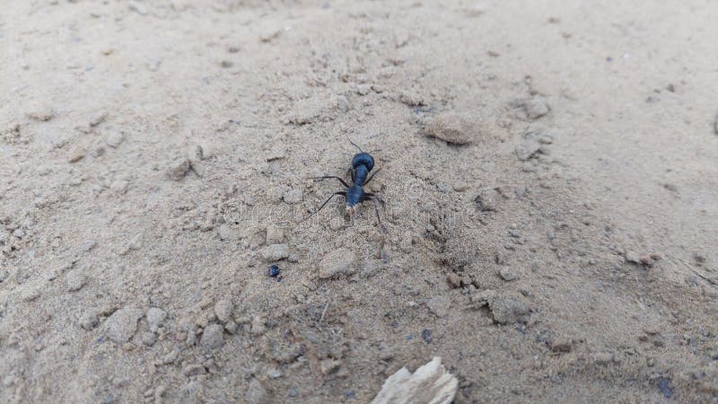 Ants and Insects, Macro Insect on the Ground Stock Image - Image of ...