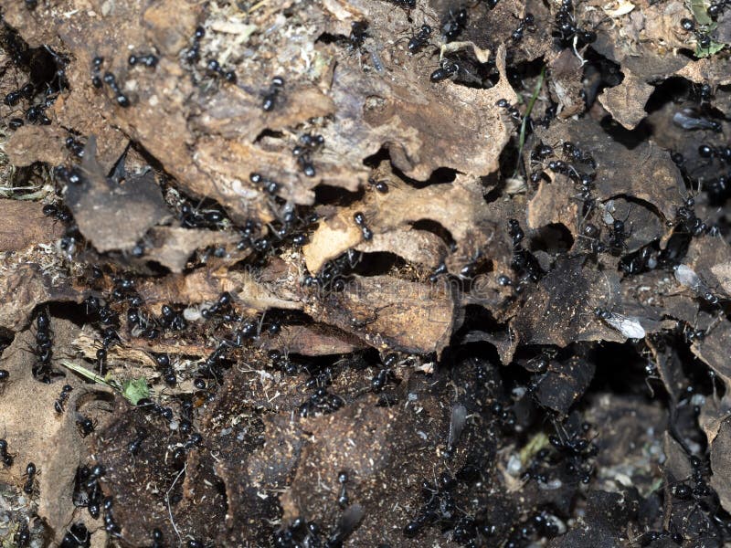 Big Ants Inside the Nest, Ant Workers in Colony, Macro Close-up Stock ...