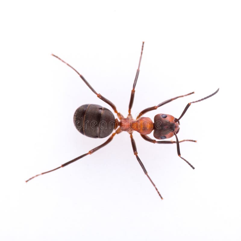 Ants stock photo. Image of working, color, animal, over - 41206200