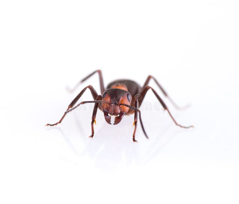 Ants stock photo. Image of rufa, backgroundn, insect - 41206200