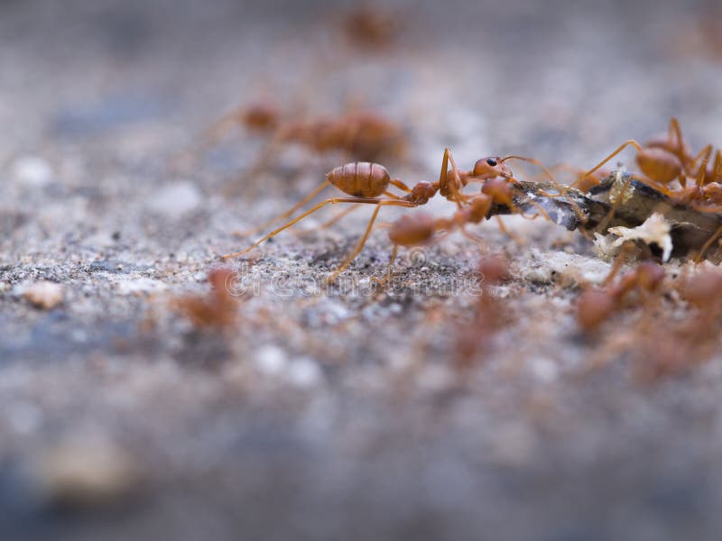 Ants Keep Food stock photo. Image of food, green, beautiful - 93150760