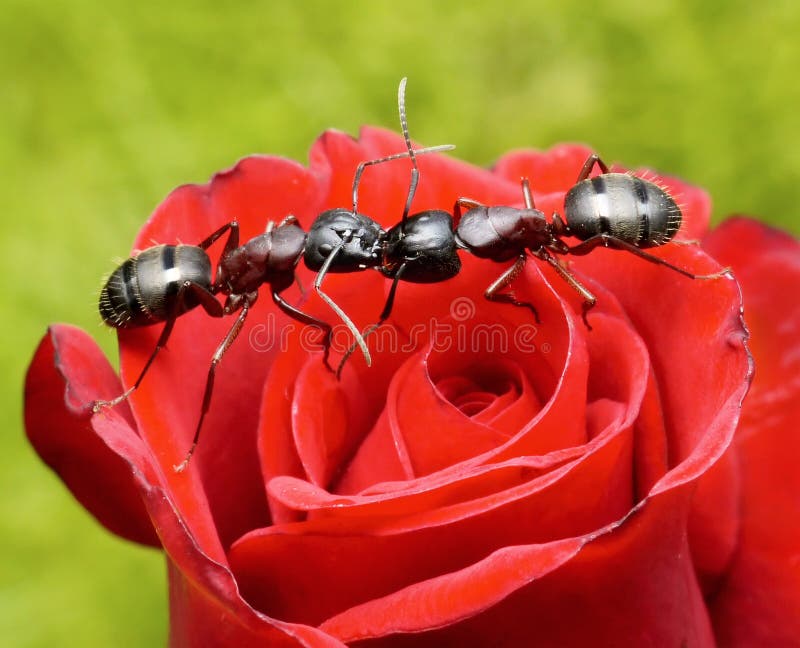 Ants kiss on rose stock photo. Image of rose, love, grass - 13862736