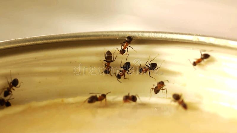 Ants in kitchen stock video. Video of kitchen, ants, definition - 45135203
