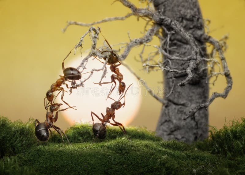 Ants Play Volleyball with Pepper Seed Stock Photo - Image of kick ...
