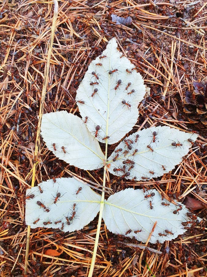 Ants on a Leaf. Photograph of a Group of Ants Crawling Up a Leaf. Ants ...