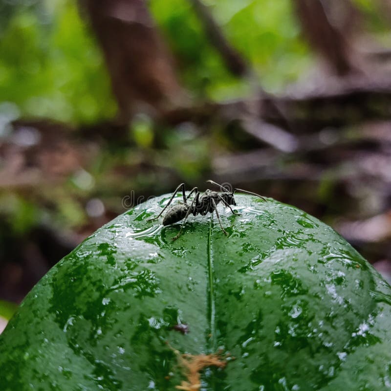 Rain Carpenter Ants Stock Photos - Free & Royalty-Free Stock Photos ...