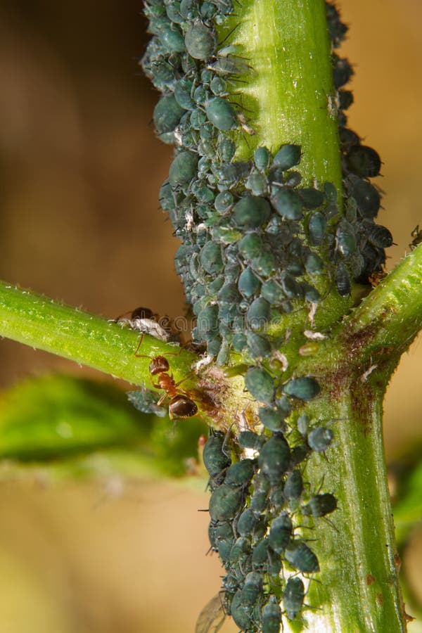 Ants and lice stock photo. Image of elder, european - 149314146