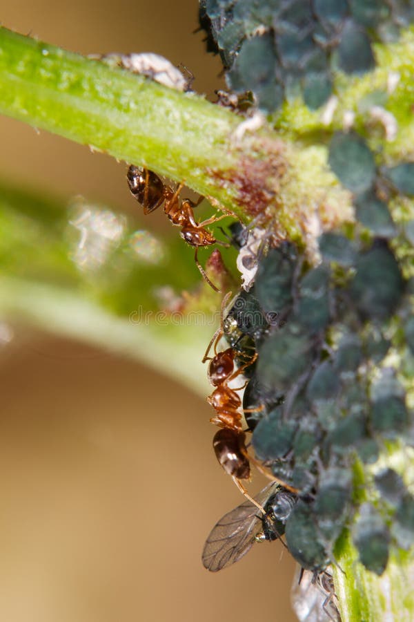 Ants and lice stock image. Image of herding, insects - 149314245
