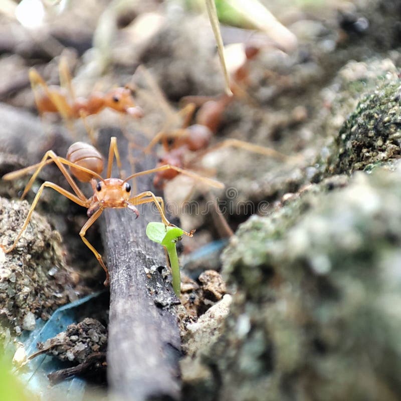 Ants with little sprout stock photo. Image of arthropod - 273697392