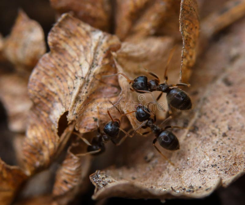 505 Ants Live Stock Photos - Free & Royalty-Free Stock Photos from ...