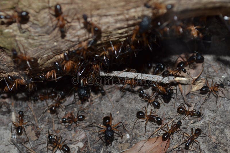 Ants On A Log Picture. Image: 57422055