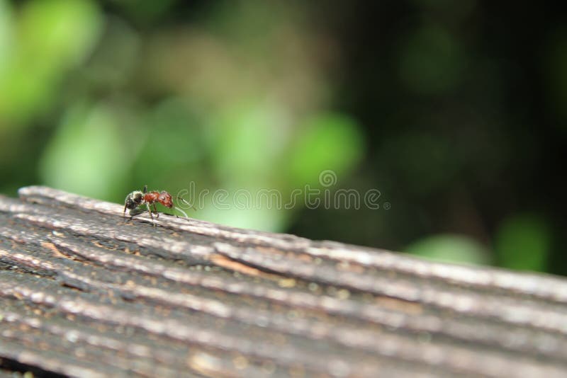 Ants on log in swamp stock photo. Image of environment - 128086192