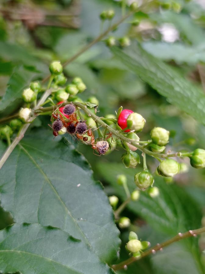 Ants Look for Food in Tree Branches Stock Image - Image of look, food ...